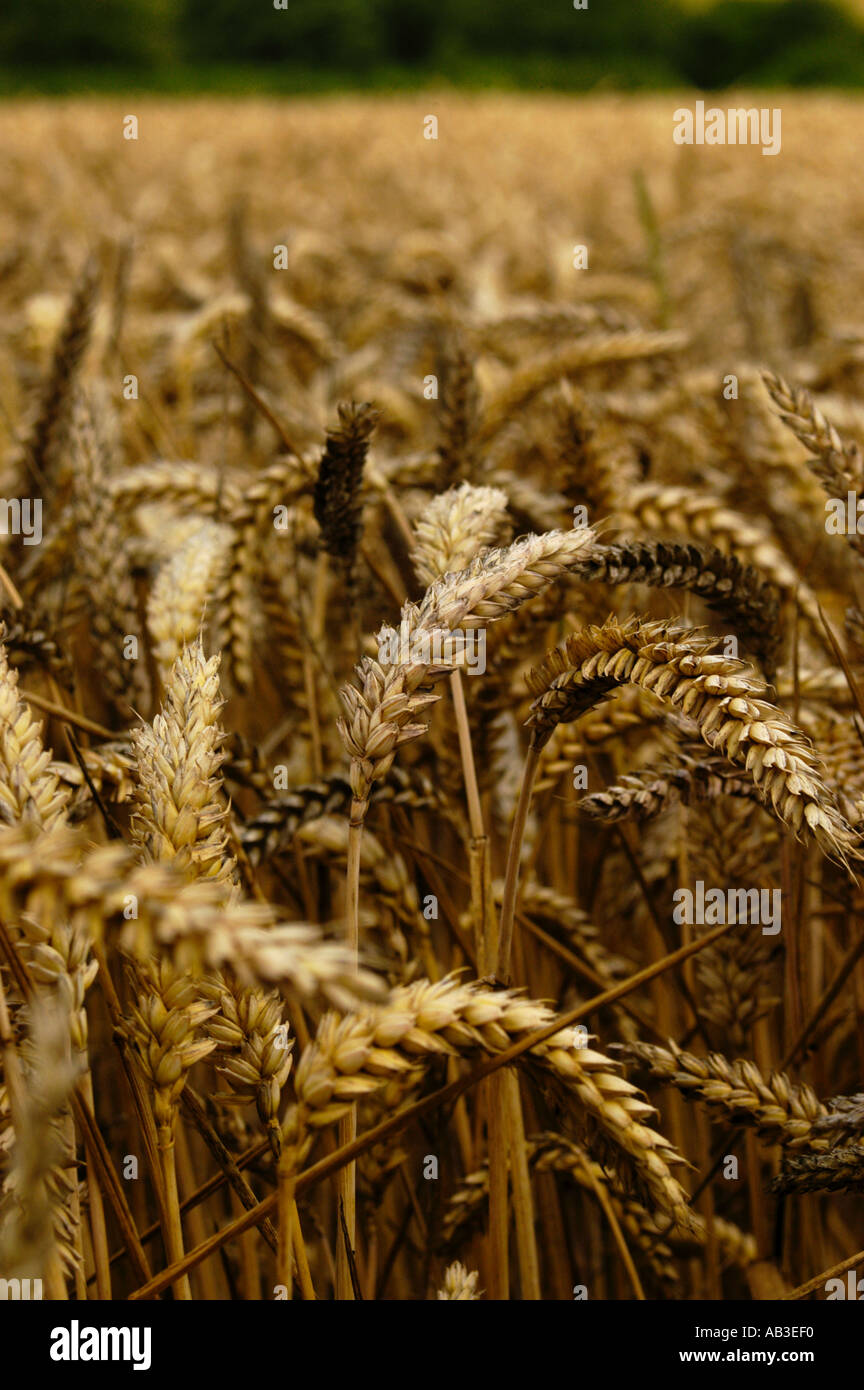 Corn Filed East Sussex UK Stock Photo - Alamy
