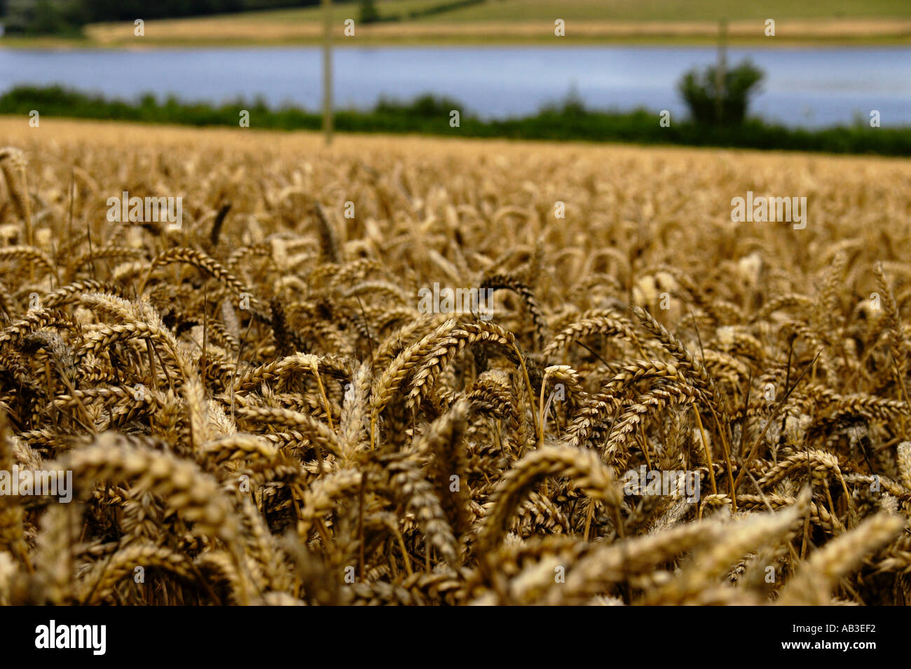 Corn filed hi-res stock photography and images - Alamy