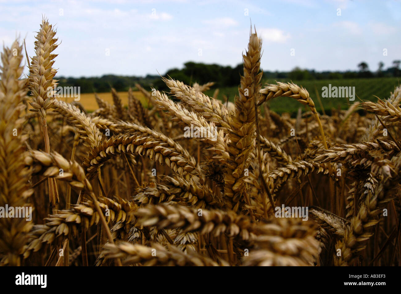 Corn Filed East Sussex UK Stock Photo - Alamy