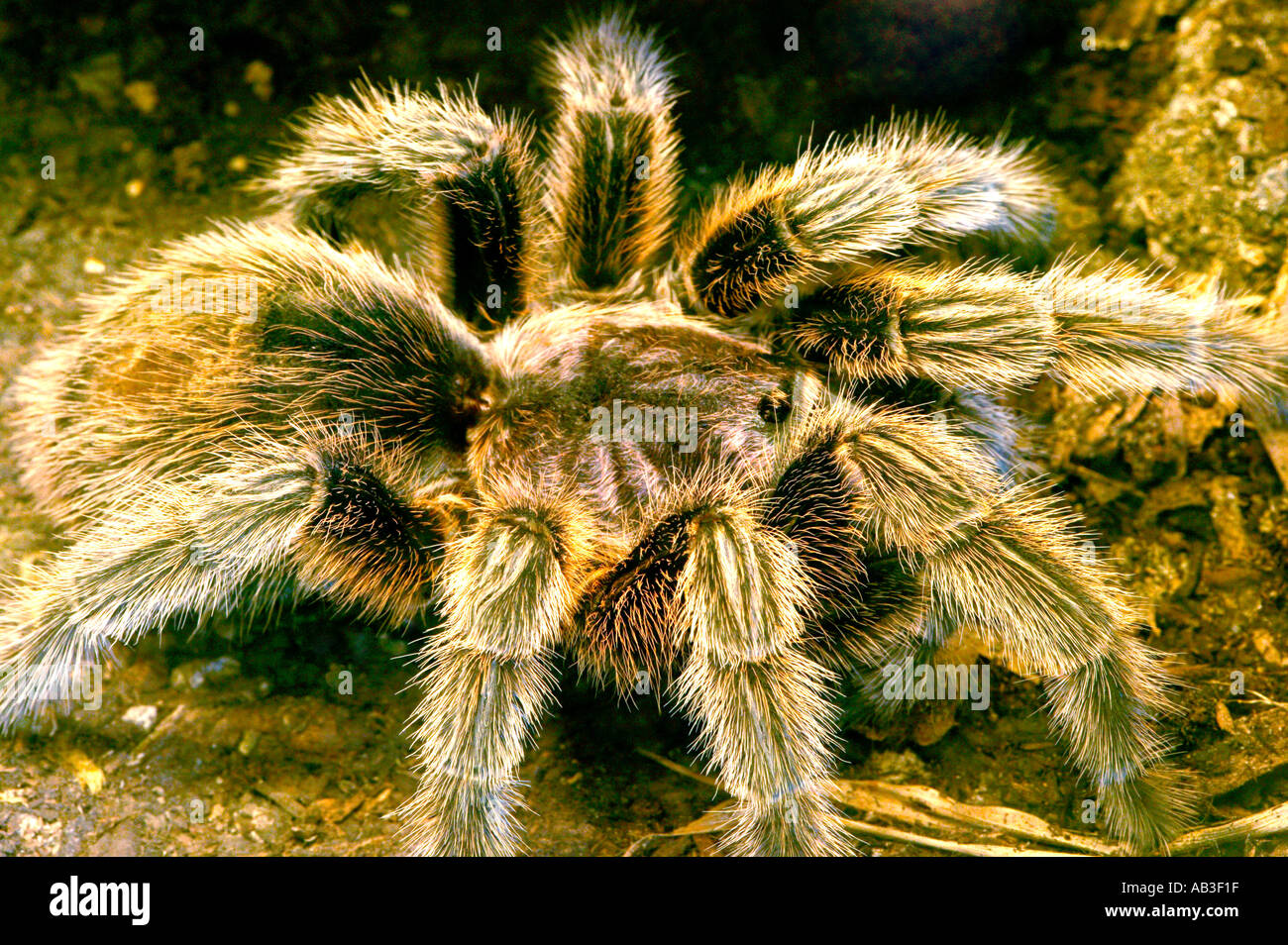 Hairy legged spider hi-res stock photography and images - Alamy