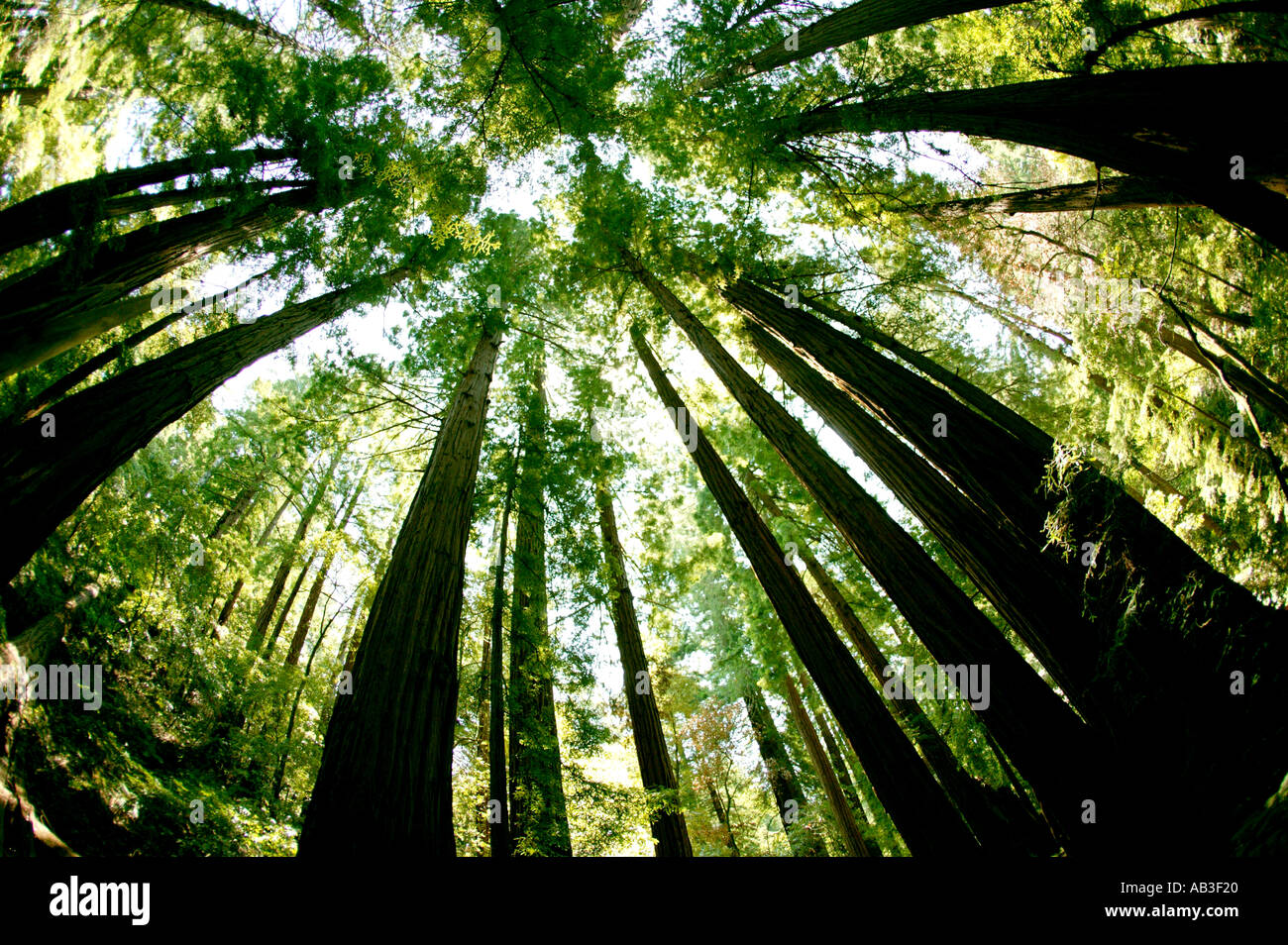 Forest Fish Eye Stock Photo - Alamy