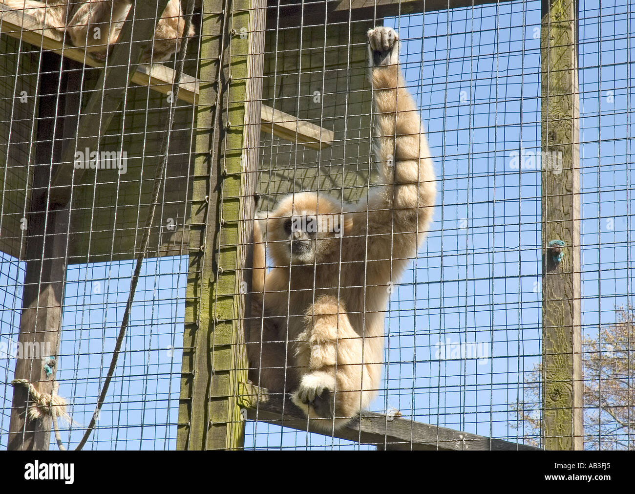 Gibbons zoo hi-res stock photography and images - Alamy