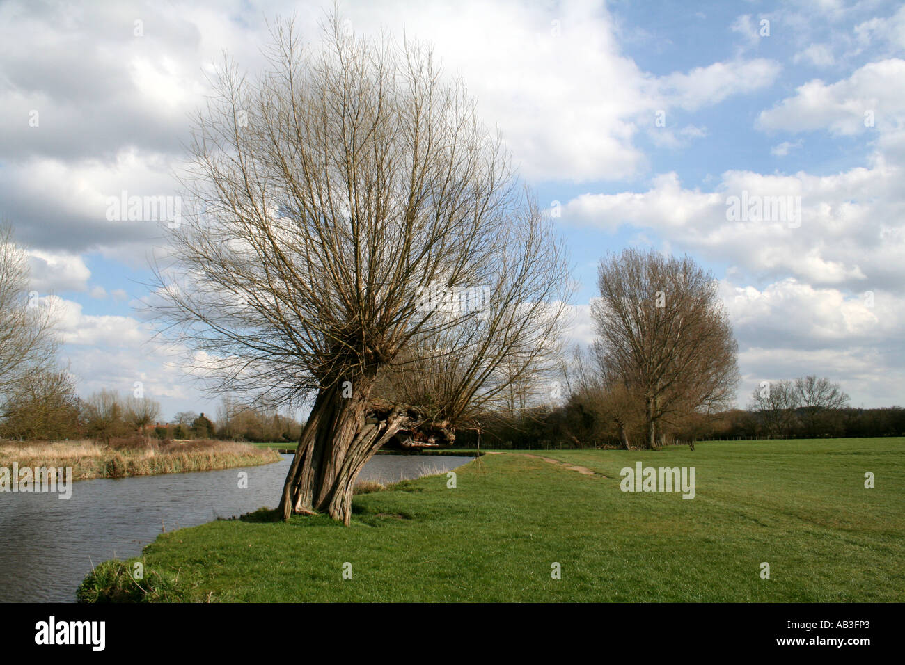 Trees on the River Bank at Flatford Mill, Suffolk, England Stock Photo ...