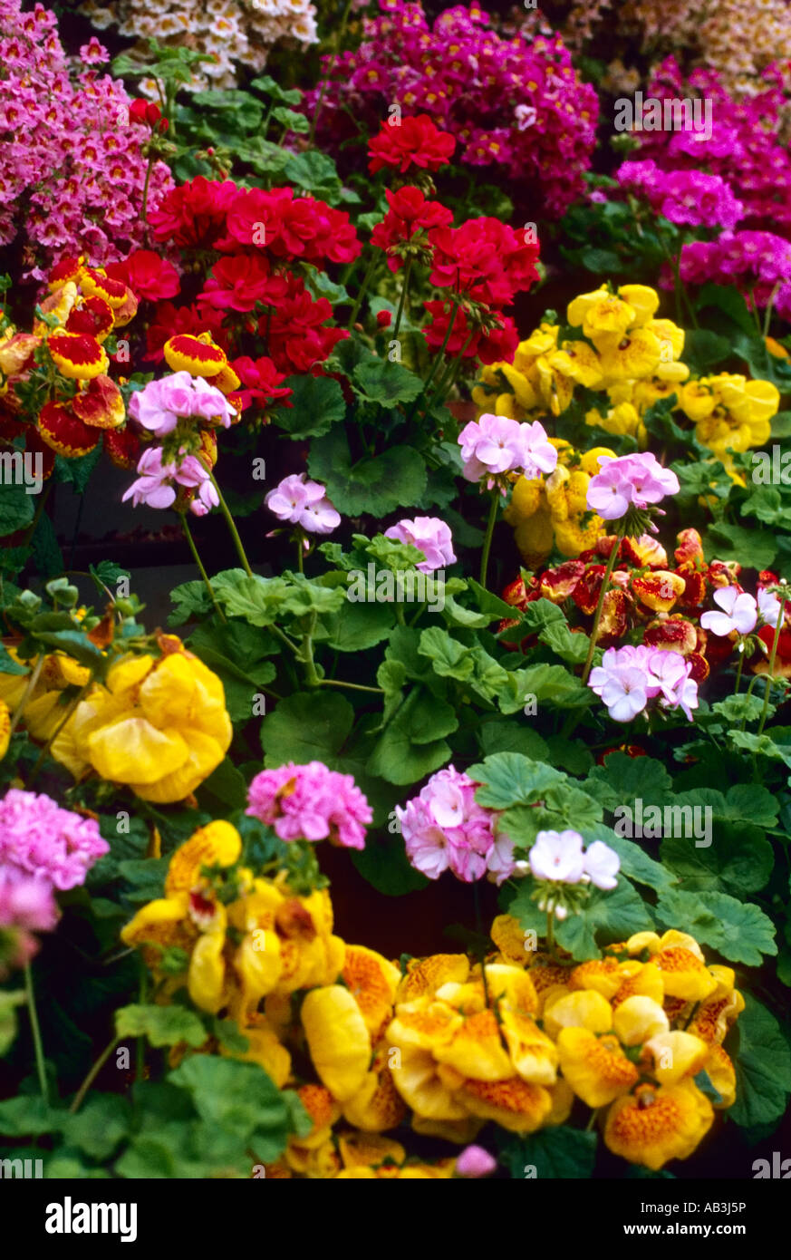Colourfull flowers on display to the public Stock Photo - Alamy