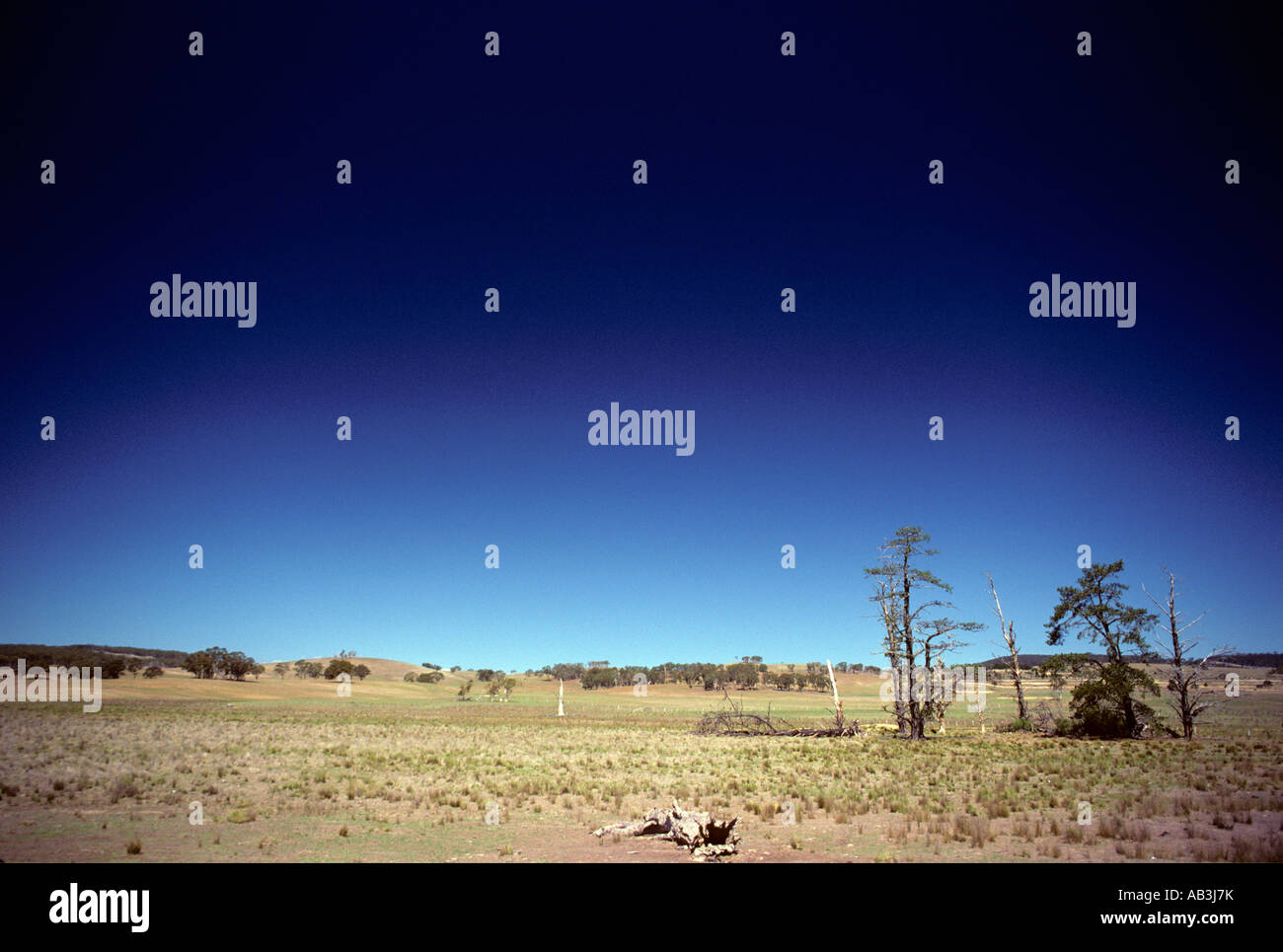 Dead tree in an australian landscape scene hi-res stock photography and ...