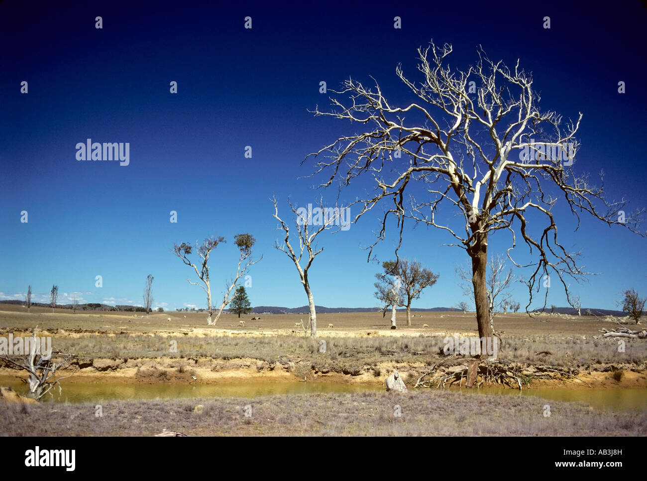 Dry countryside in New South Wales Australia Stock Photo - Alamy