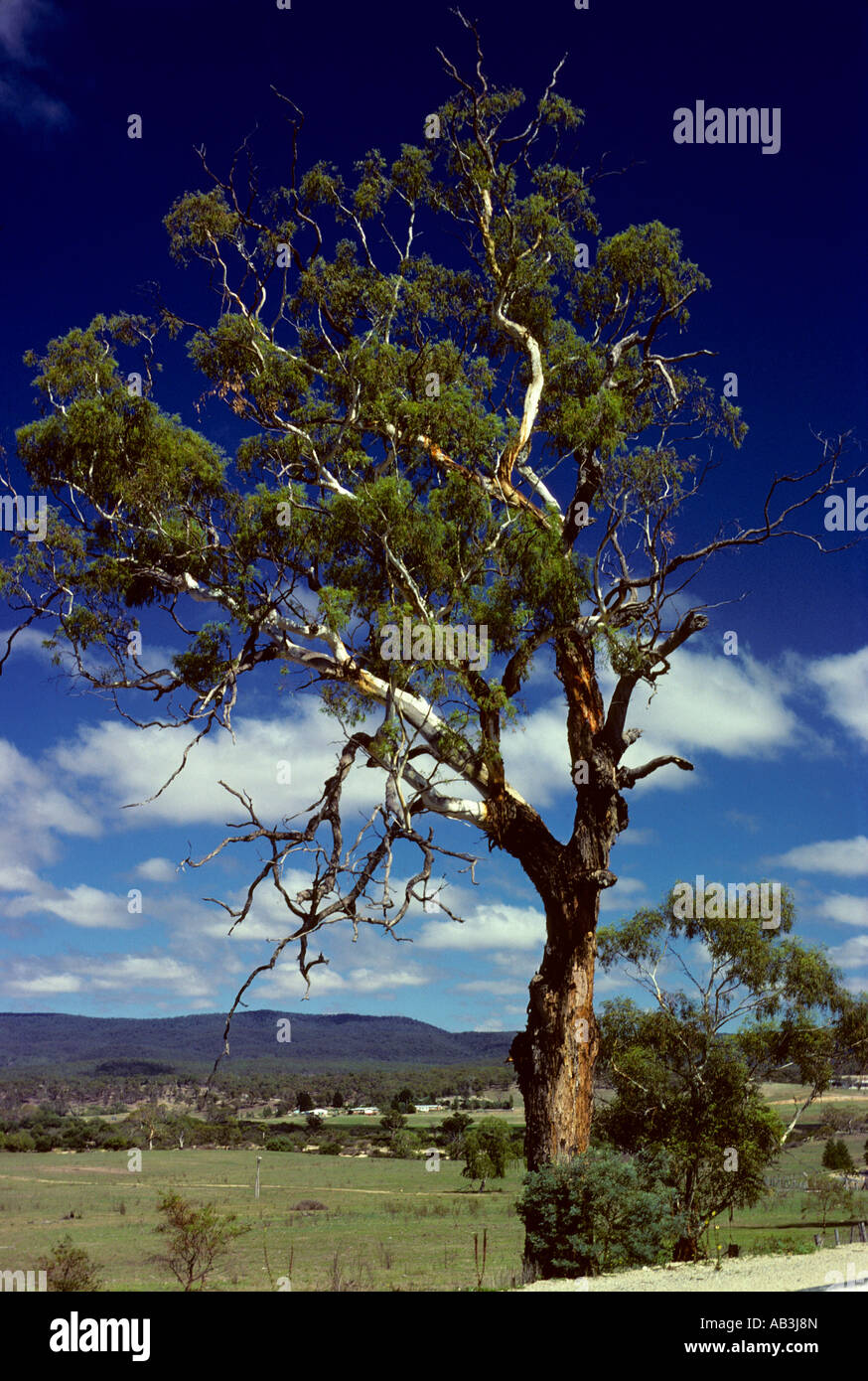 Wales field tree hi-res stock photography and images - Alamy