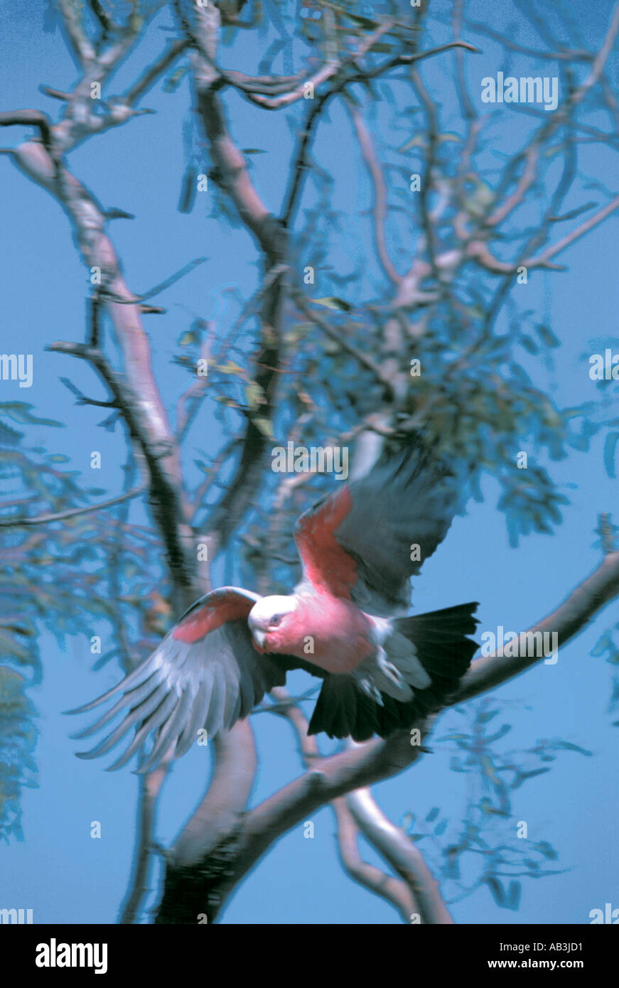 Desert cockatoo hi-res stock photography and images - Alamy