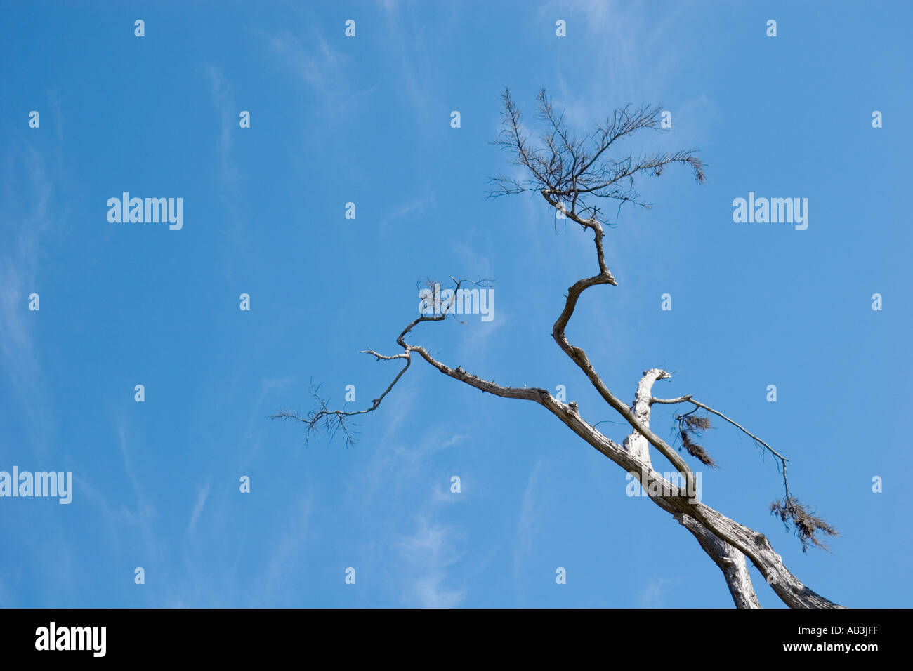 Grotesque tree hi-res stock photography and images - Alamy
