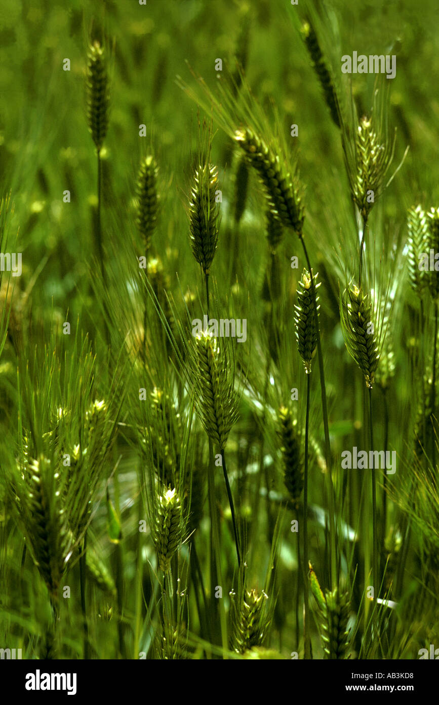 ABSTRACT BARLEY DUDH KOSI NEPAL Stock Photo - Alamy