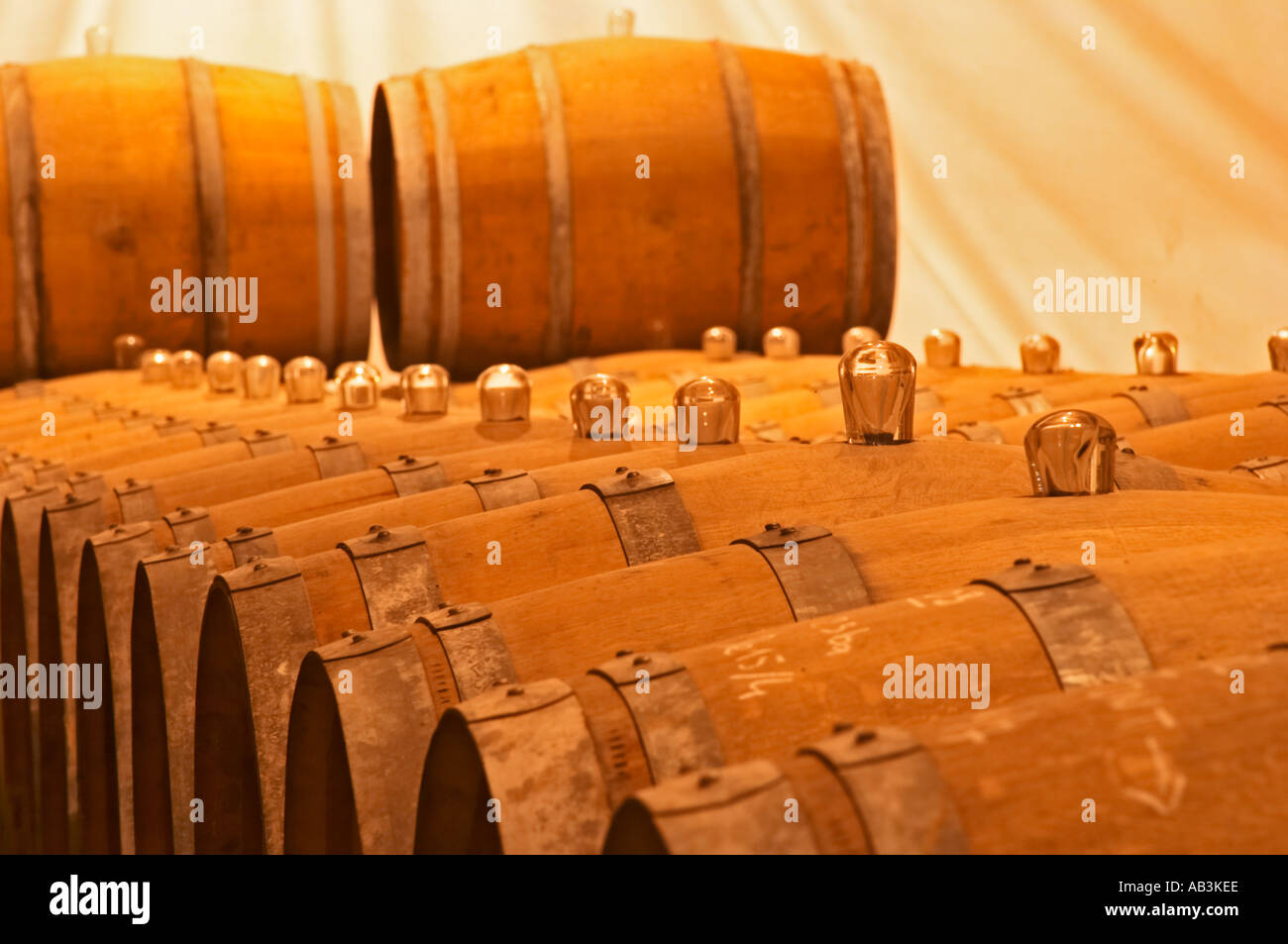 Barriques barrels in the cellar in a row with glass bung hole stoppers ...