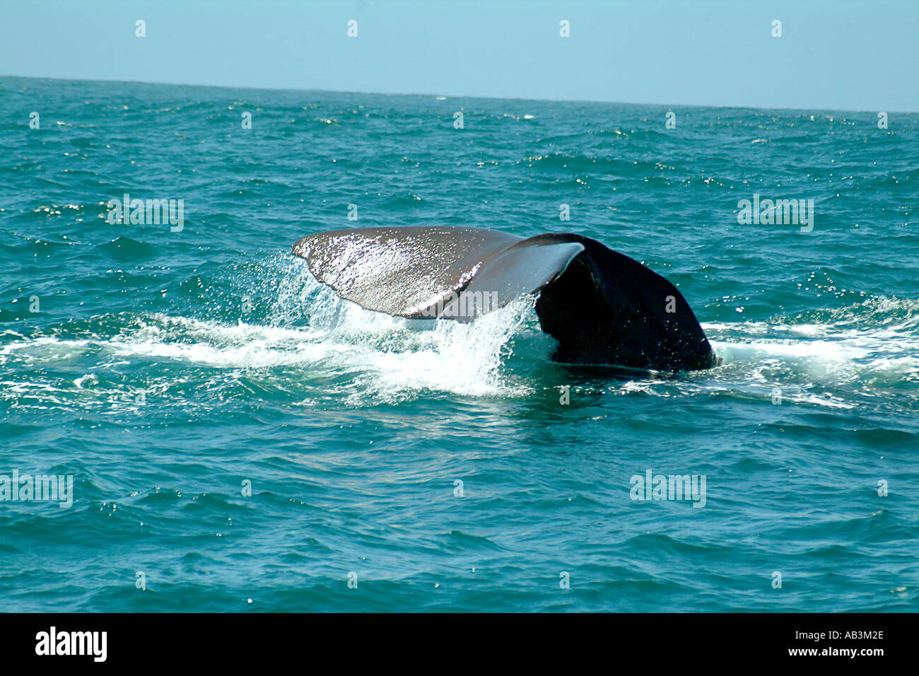 THE TAIL FLUKE OF A HUMPBACK WHALE Stock Photo - Alamy