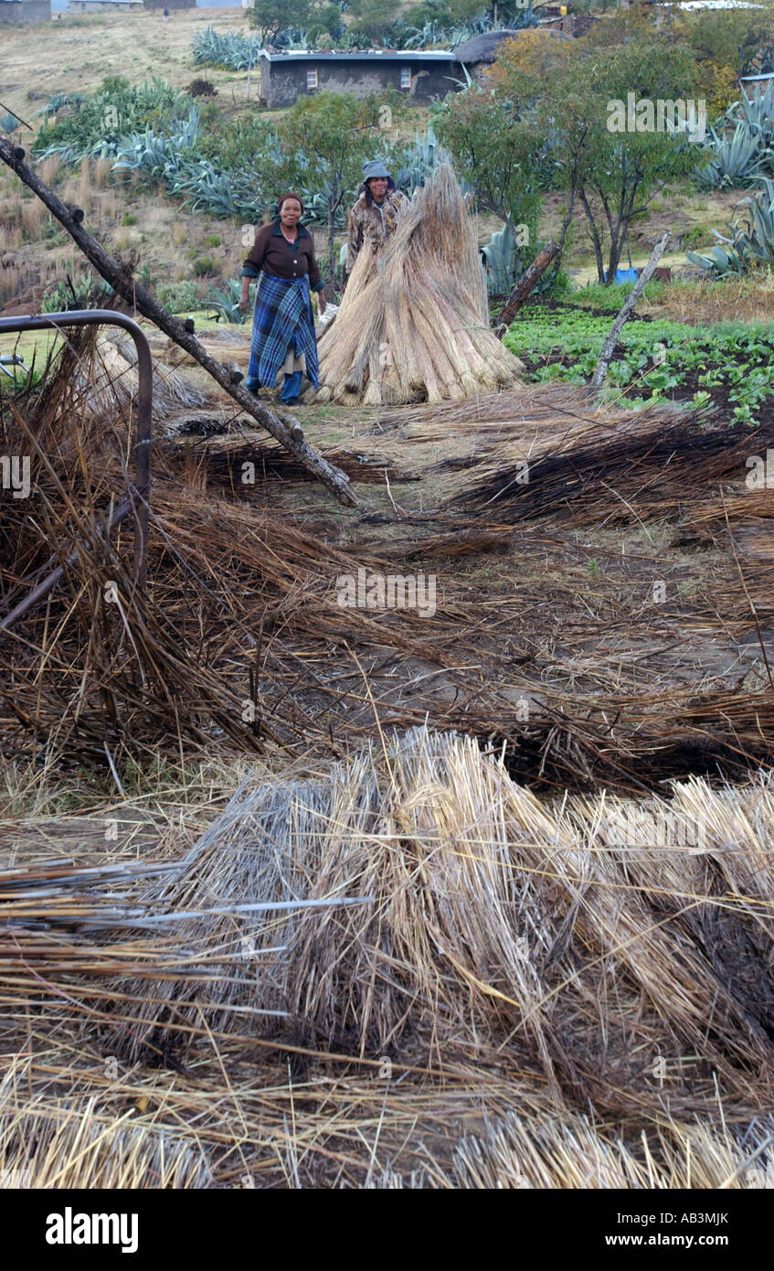 Putting thatch on a roof in Lesotho, Southern Africa Stock Photo - Alamy