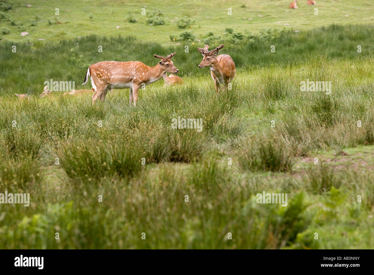 Fallow deer new forest hi-res stock photography and images - Alamy