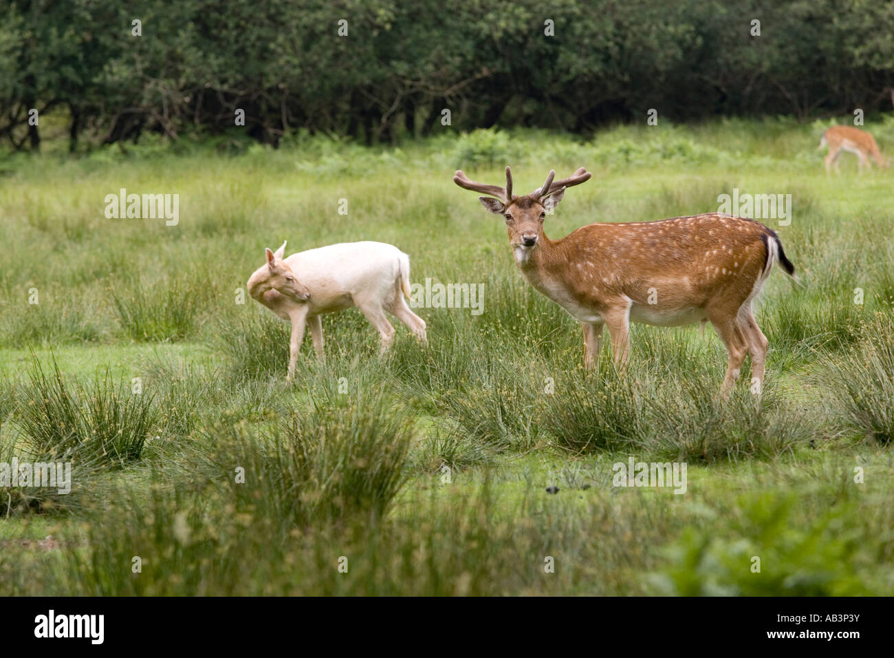 Fallow Deer New Forest Hampshire England UK Stock Photo - Alamy