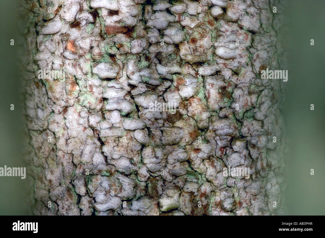 Tree bark background woodland hi-res stock photography and images - Alamy