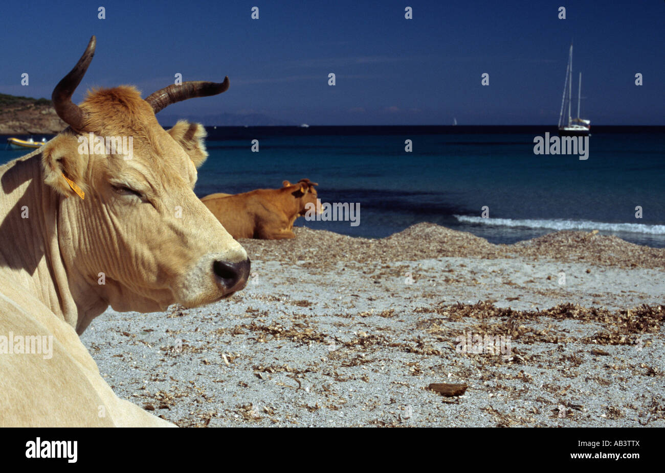 Beach cows - Site Naturel de la Capandula, Macinaggio, Corsica, FRANCE ...
