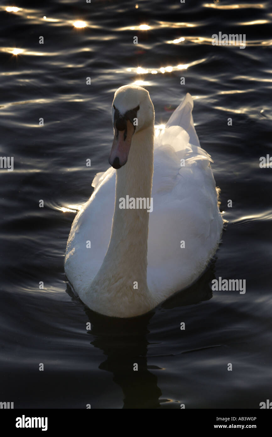 Swan floating on water Stock Photo - Alamy