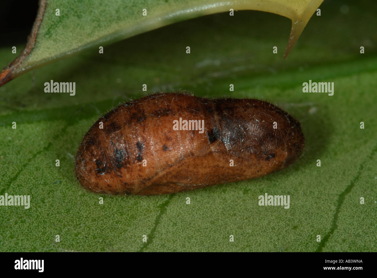Holly Blue Butterfly Celastrina Agriolus pupae chrysalis on leaf United ...