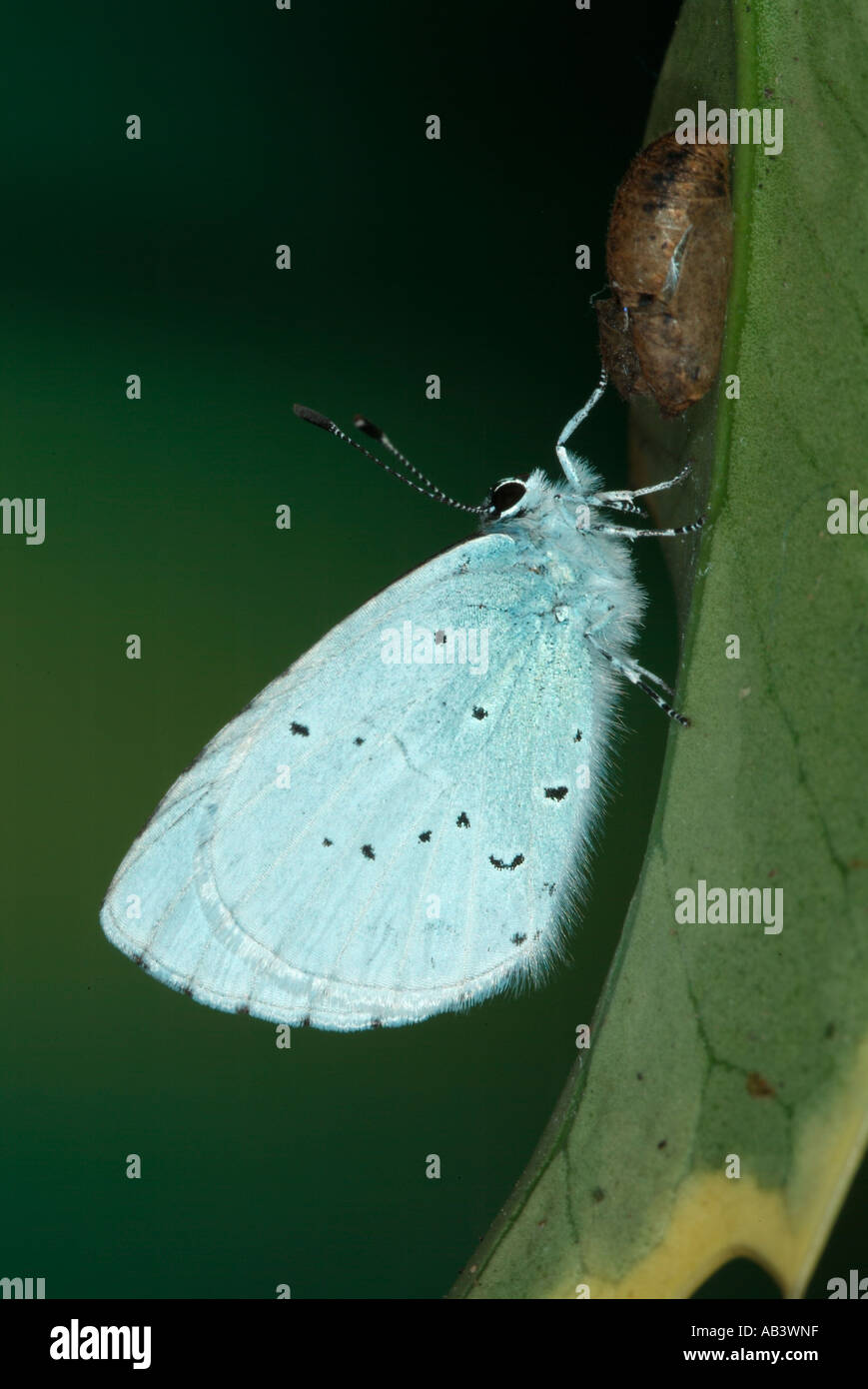 Holly Blue Butterfly Celastrina Agriolus adult just hatched from pupae ...