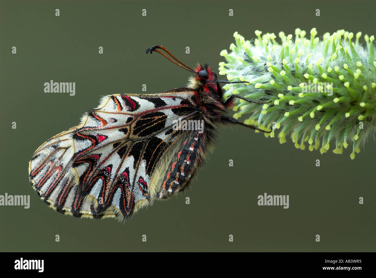 Southern Festoon Zerynthia polyxena resting catkin showing underside of ...
