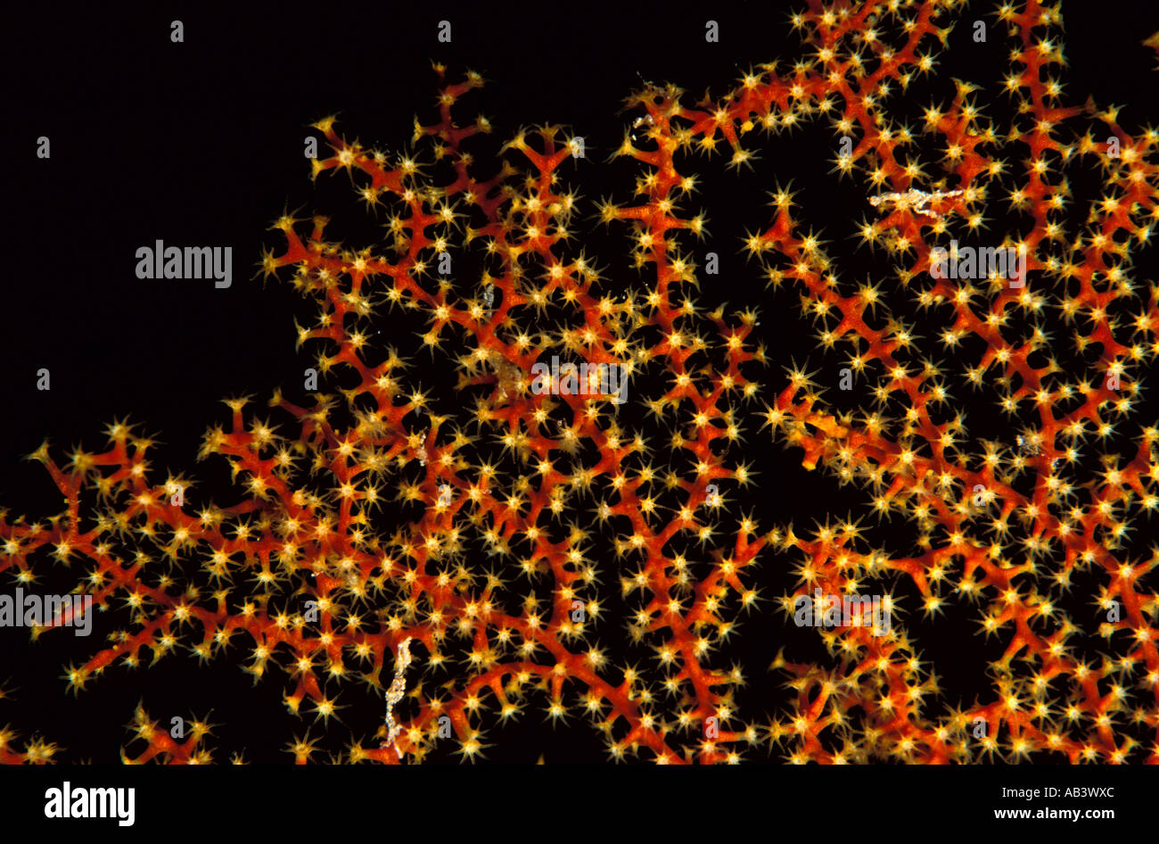 Melithaea species hi-res stock photography and images - Alamy