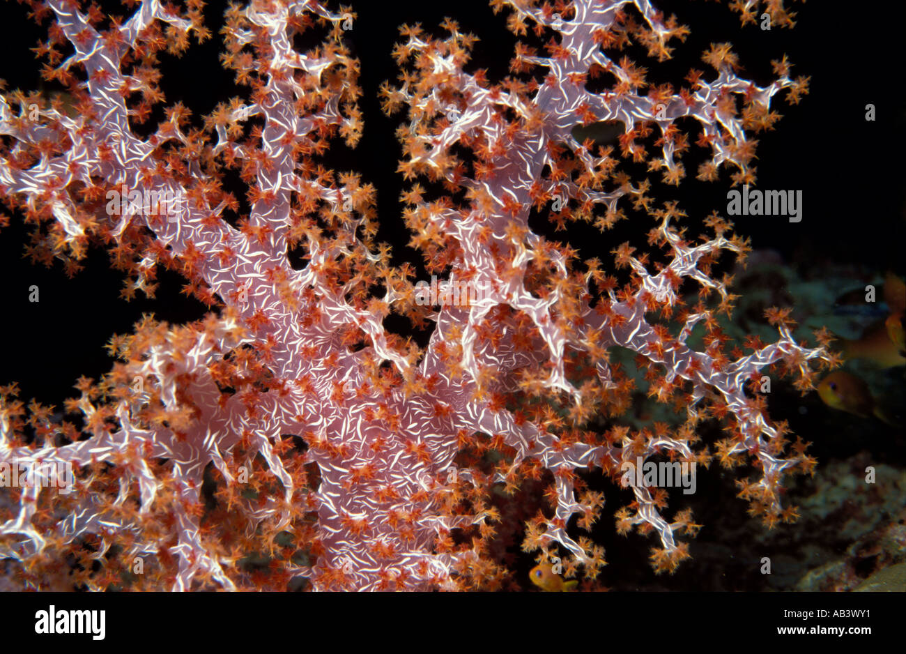 Soft Coral feeding Dendronephthya Species Phi Phi Islands Thailand ...
