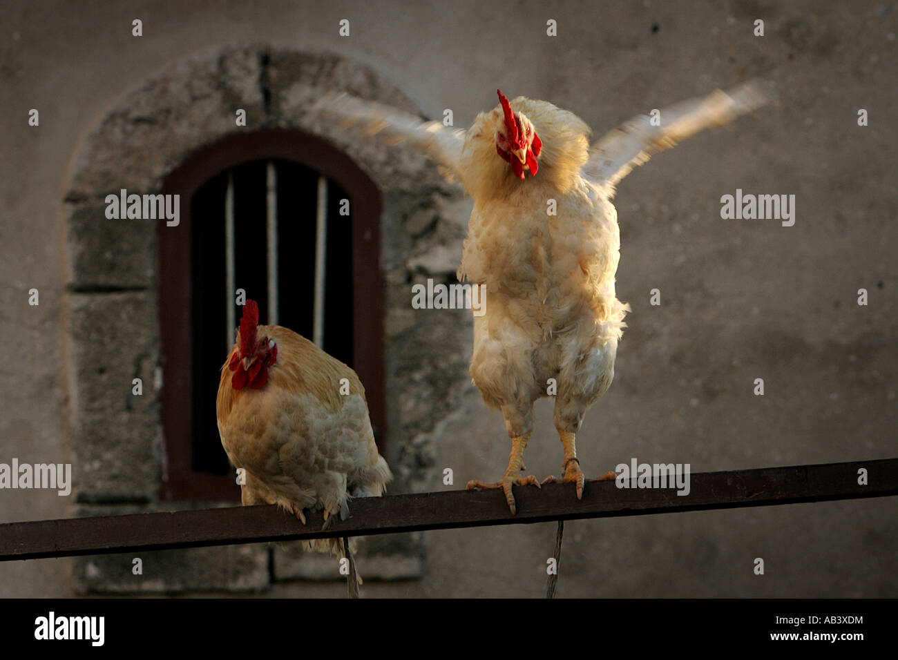 Two chickens perching on a metal rod, Essaouira, Morocco Stock Photo ...