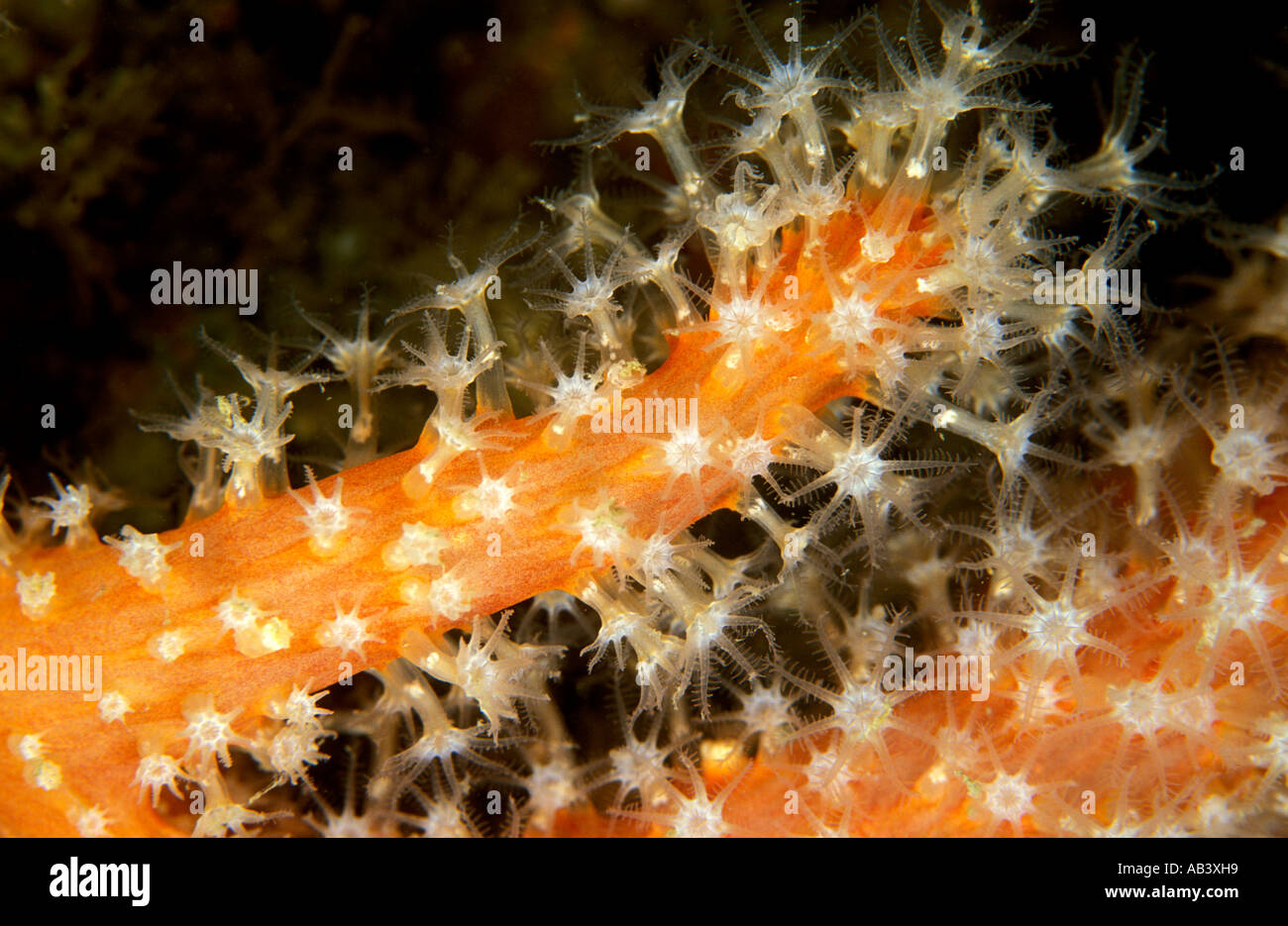 Alcyonium hi-res stock photography and images - Alamy