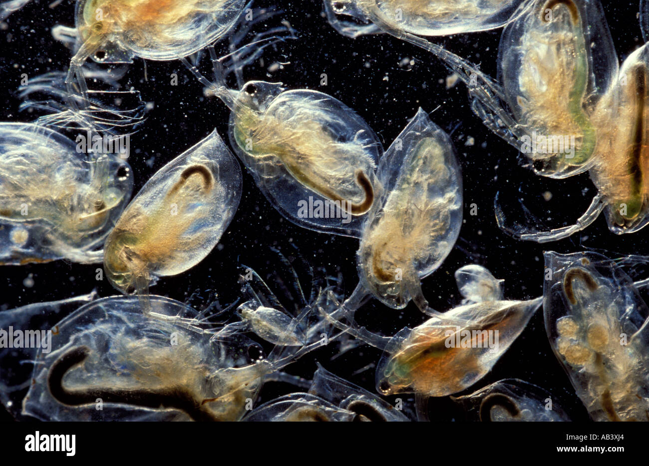 Daphnia hi-res stock photography and images - Alamy