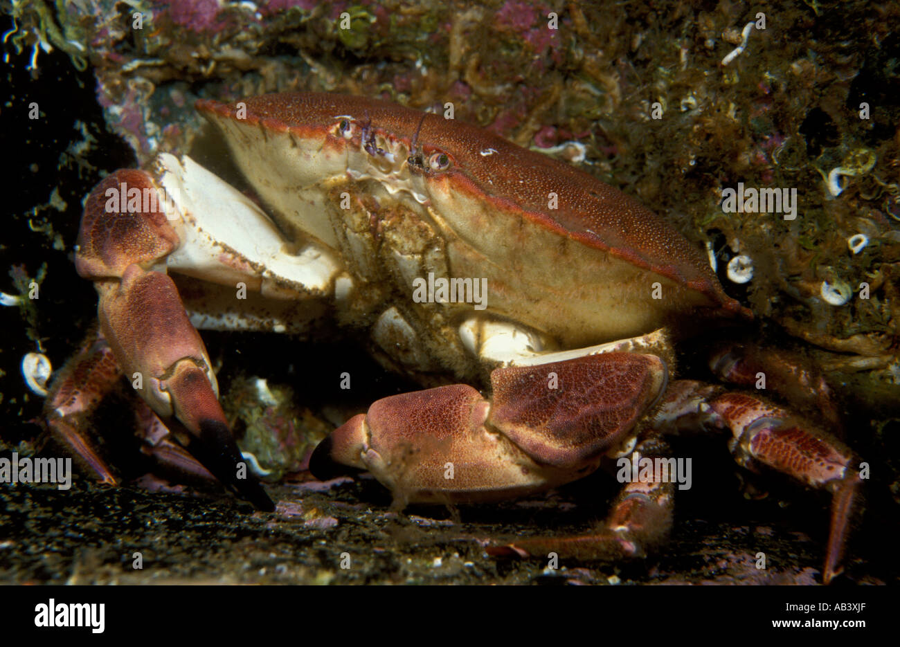 Edible crab Cancer pagurus frontal view showing large pincers claws ...