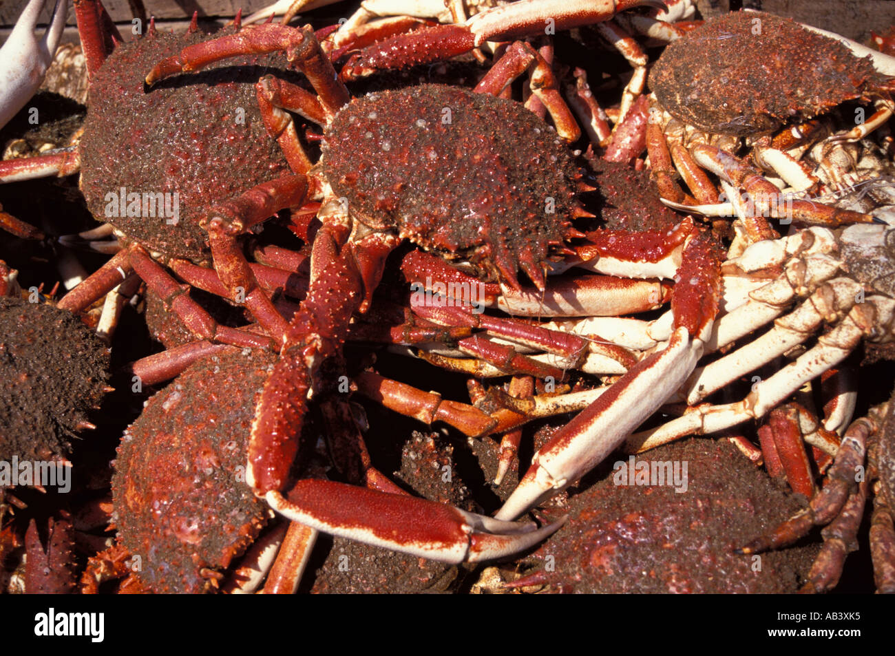 Spider Crabs on Boat fishing caught food Tonga Stock Photo - Alamy