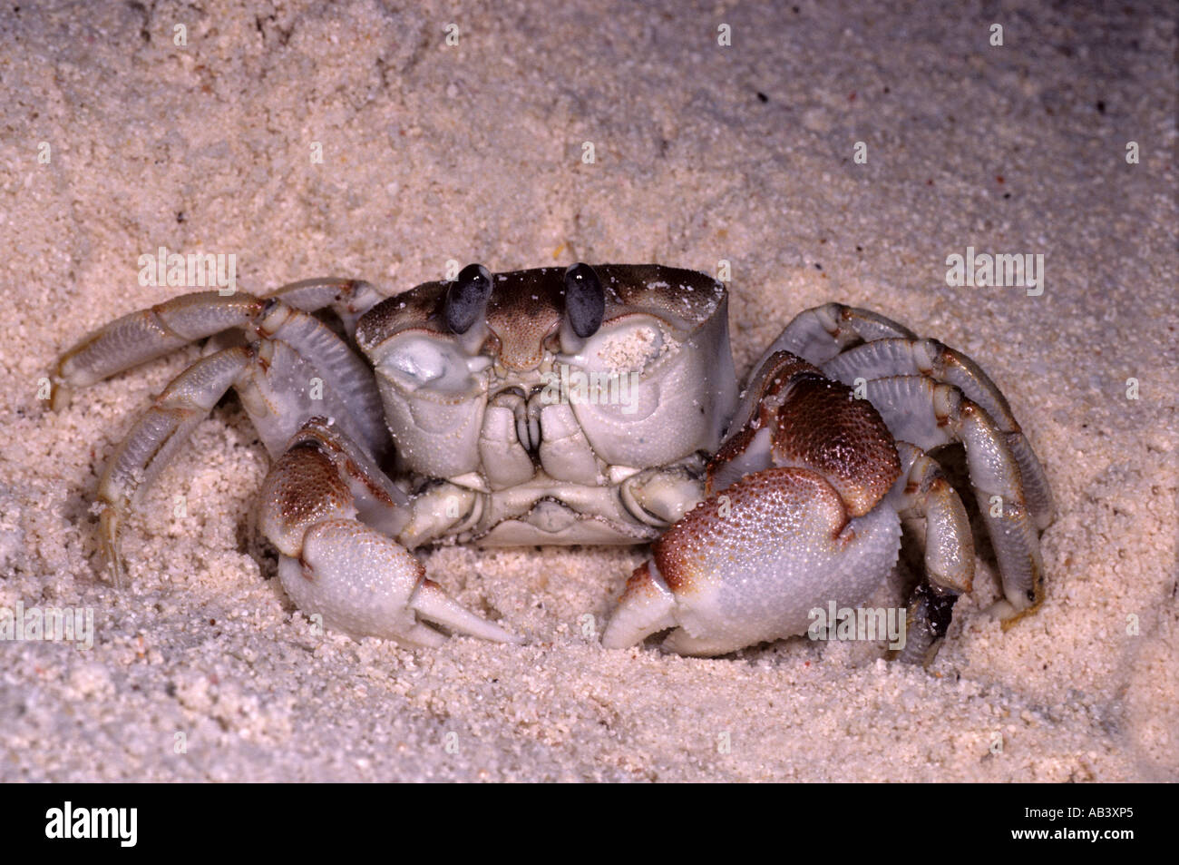 Sand crab burrowing in sand hi-res stock photography and images - Alamy