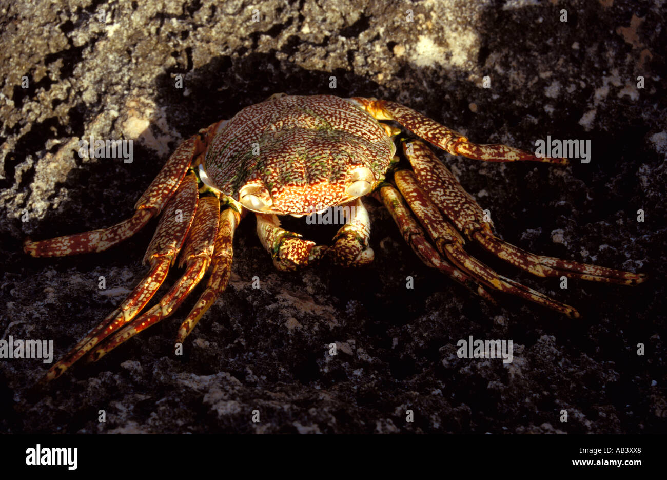 Leopard crab hi-res stock photography and images - Alamy