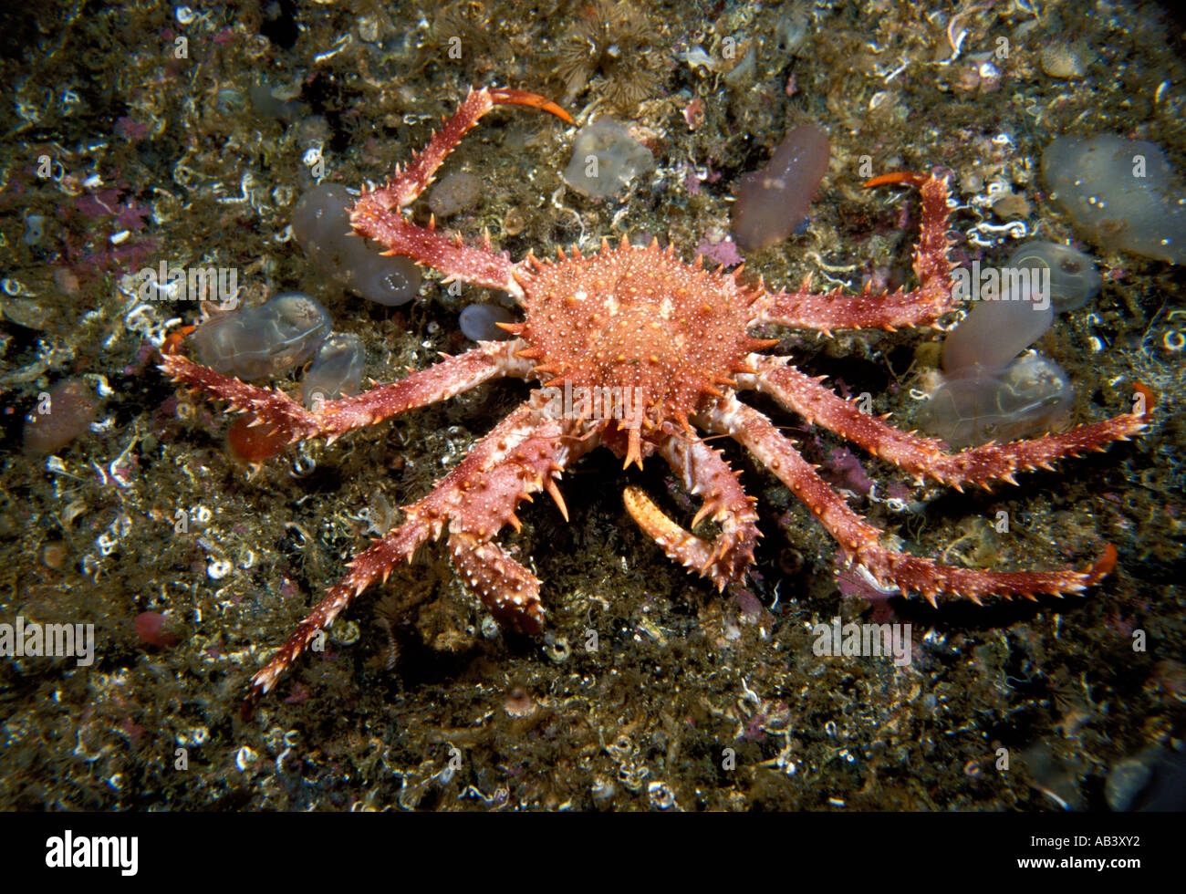 Lithodes hi-res stock photography and images - Alamy