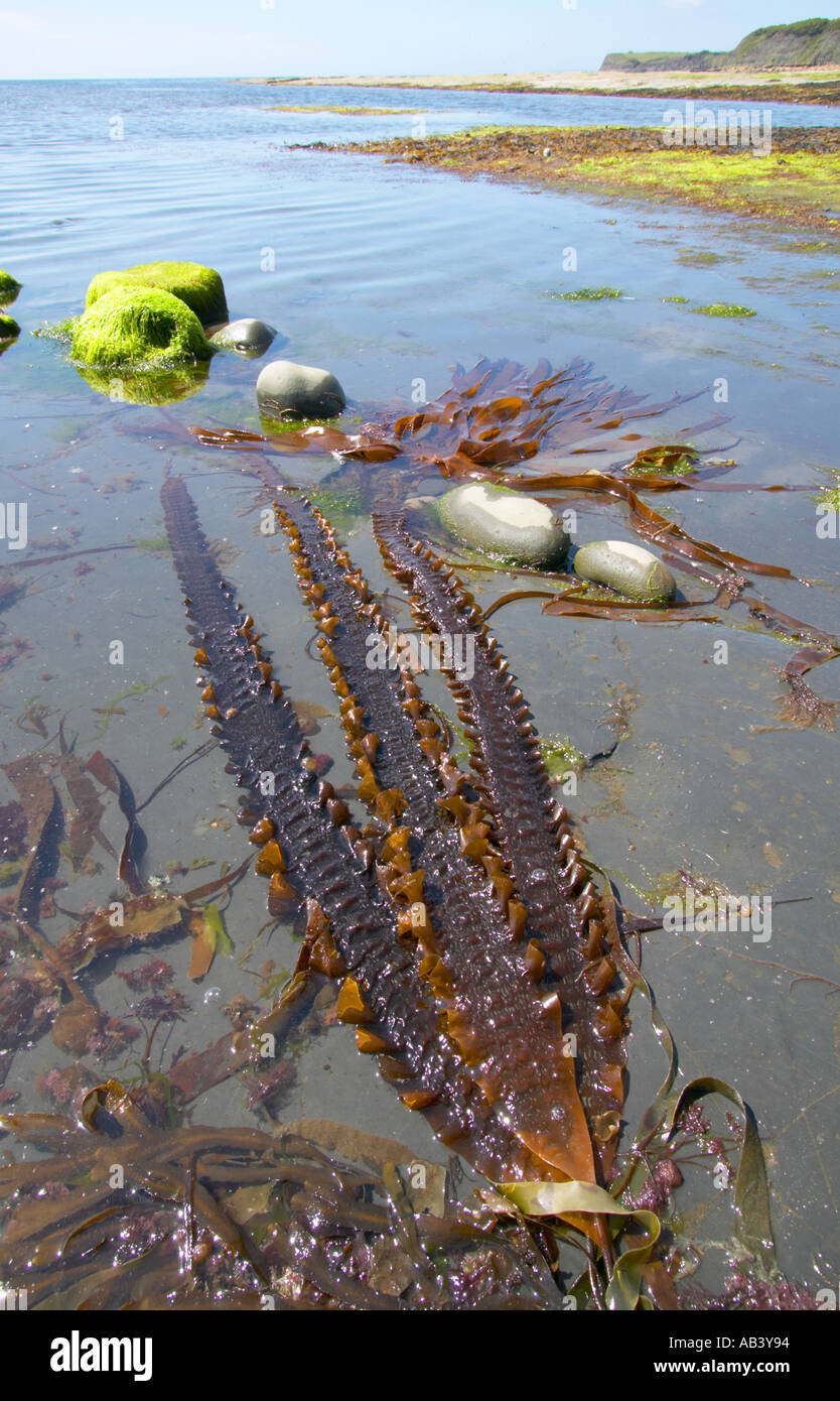 Fronds of Sea Belt Kelp at Kimmeridge Bay Purbeck Dorset Stock Photo ...