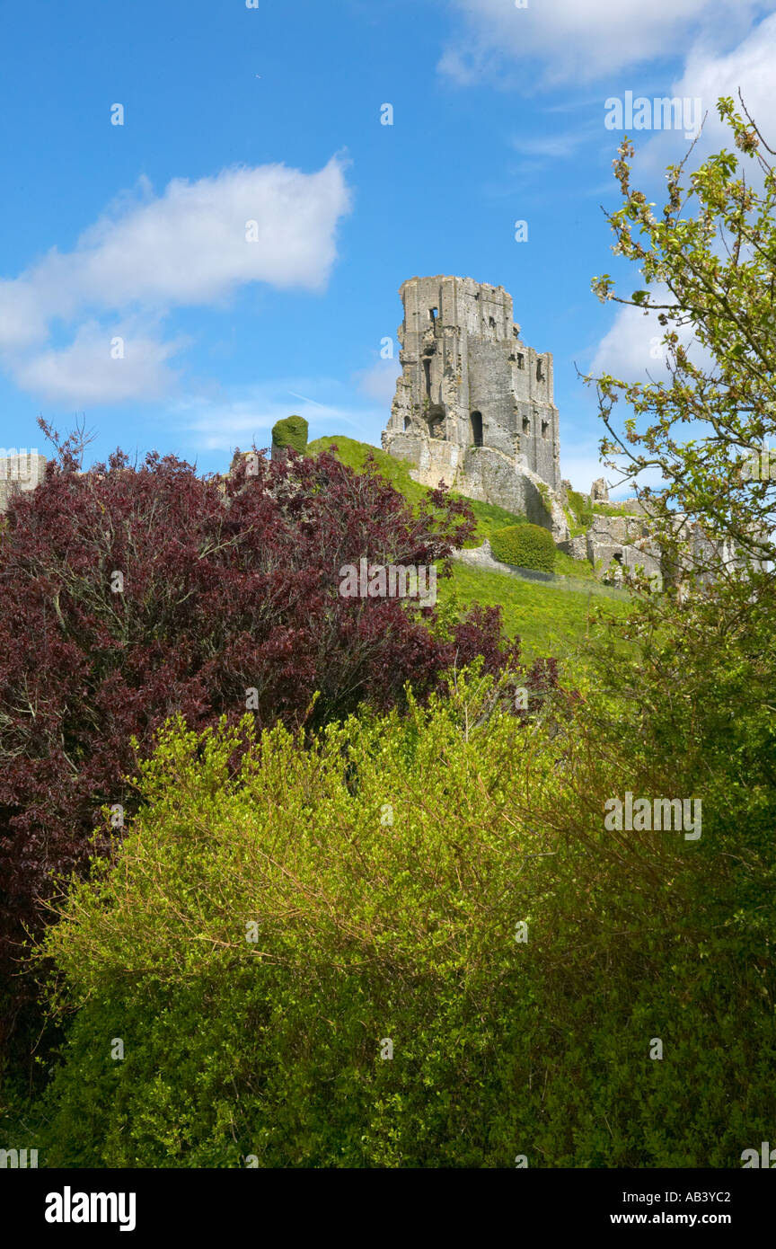 Corfe Castle Isle of Purbeck Dorset surrounded by spring leaves Stock ...