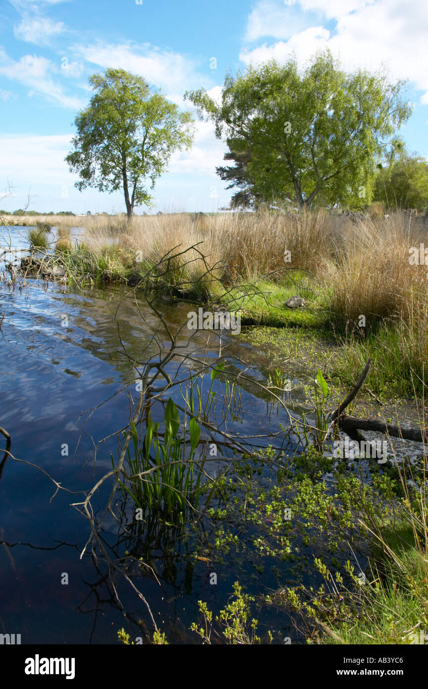 Studland heath hi-res stock photography and images - Alamy