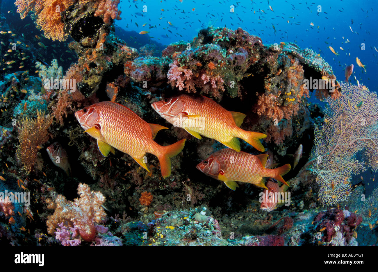 Giant squirrelfish Sargocentron spiniferum fish shelter under a ledge ...