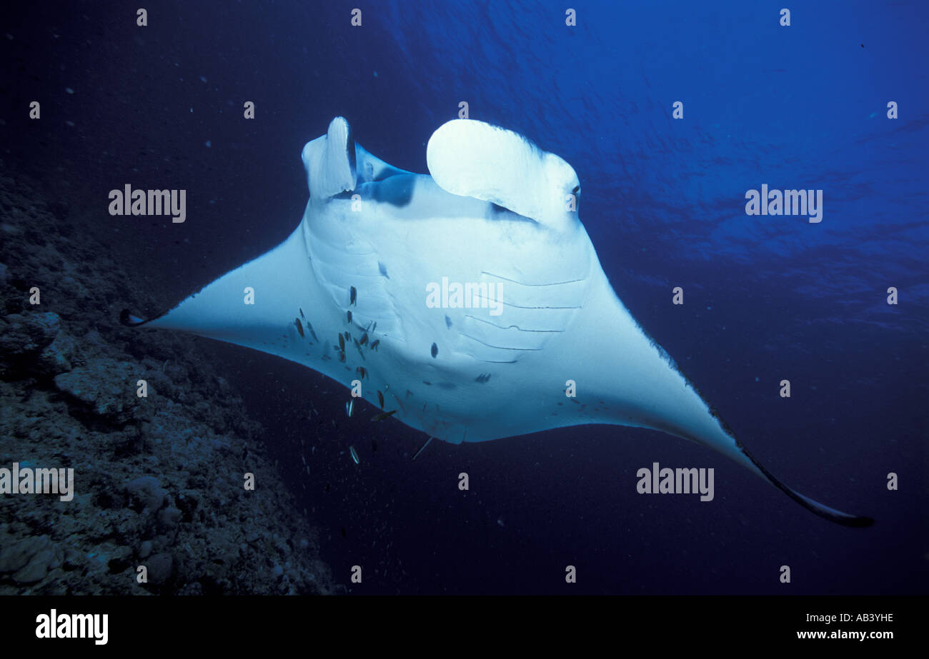 Giant Manta Ray Manta birostris Frontal full body underside view of ...