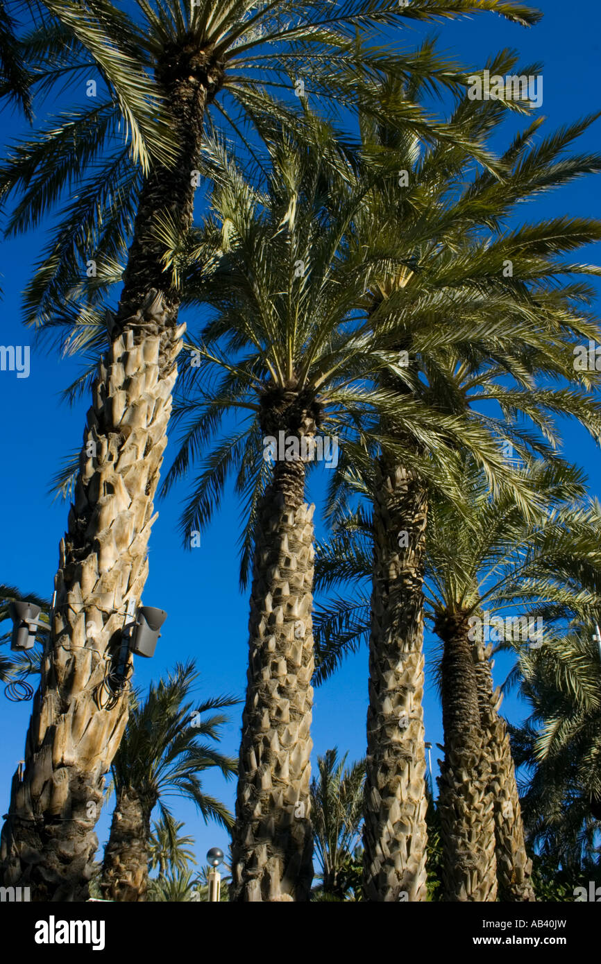 Tropical Palm Trees Stock Photo - Alamy