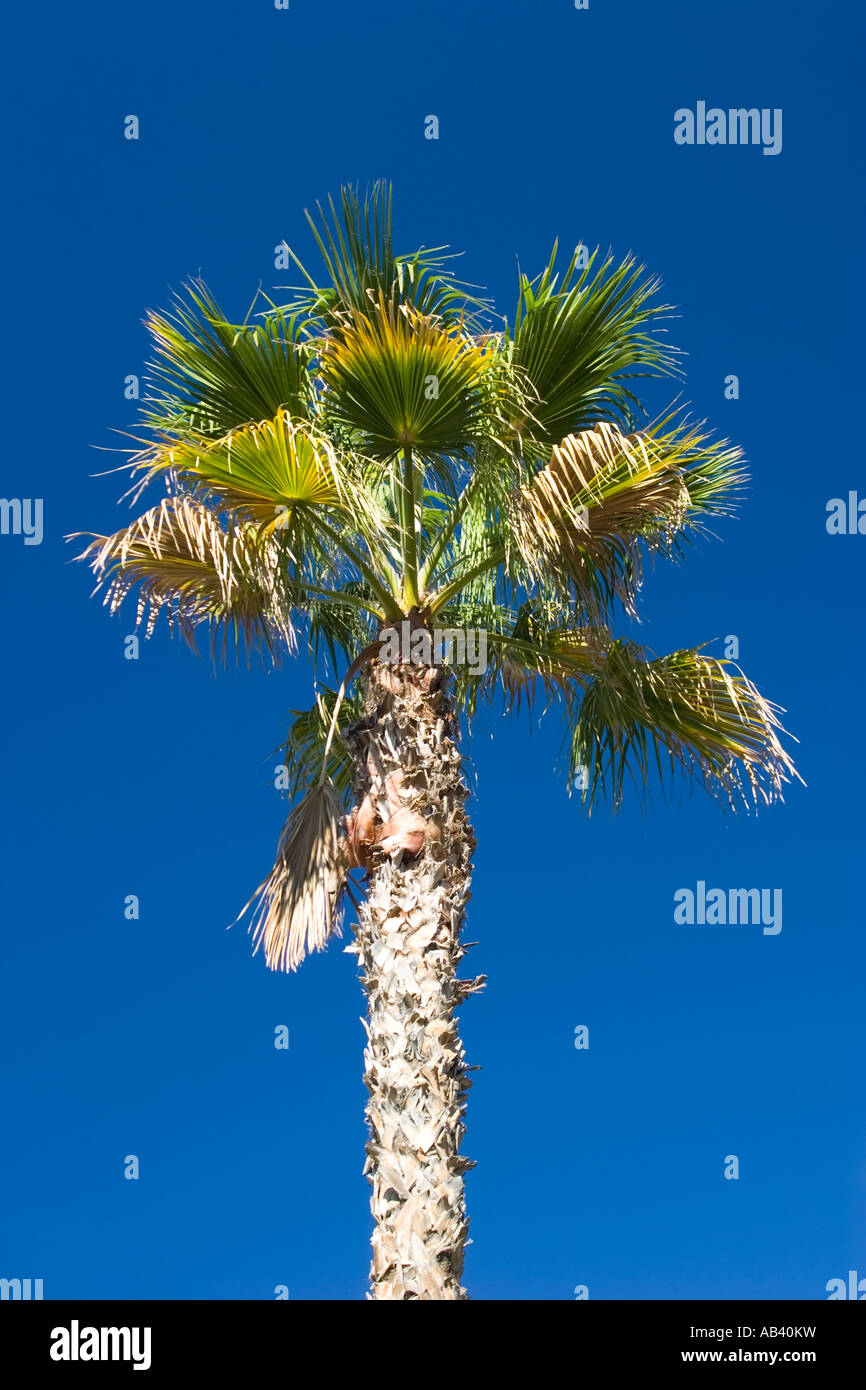 Tropical Palm trees Stock Photo - Alamy