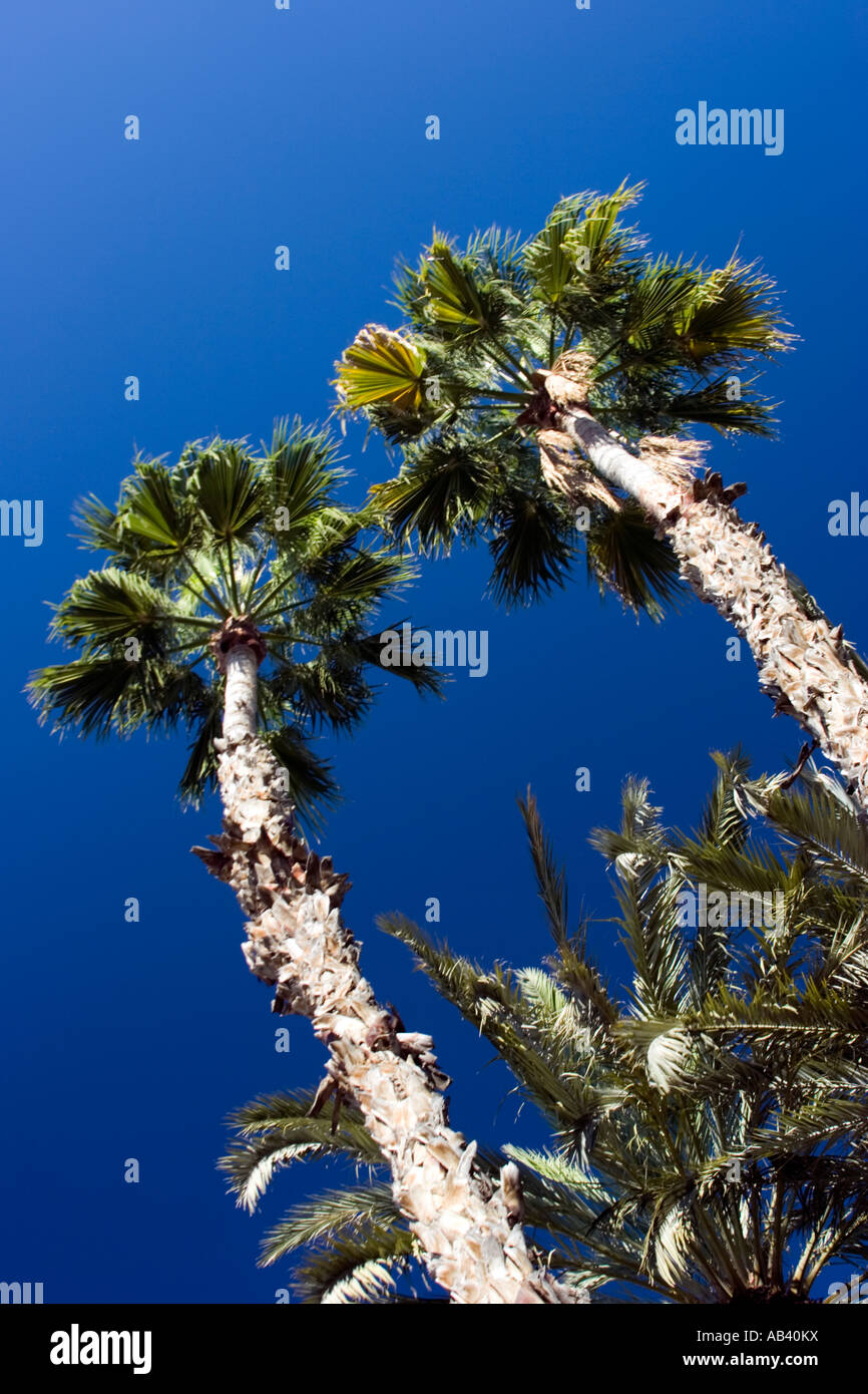 Tropical Palm trees Stock Photo - Alamy