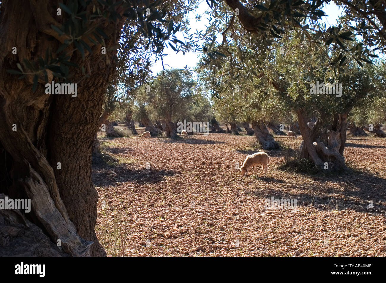 FIELD OF ANCIENT OLIVE TREES BELONGING TO OLIVE OIL FARM Stock Photo ...