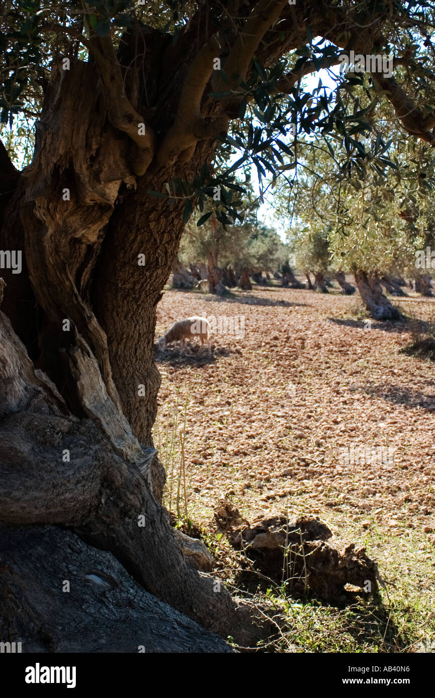 FIELD OF ANCIENT OLIVE TREES BELONGING TO OLIVE OIL FARM Stock Photo ...