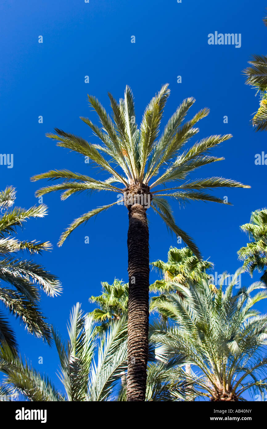 Tropical Palm trees Stock Photo - Alamy