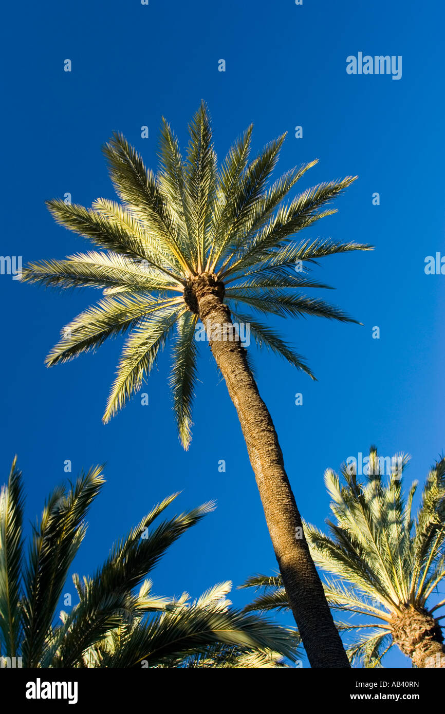 Tropical Palm trees Stock Photo - Alamy