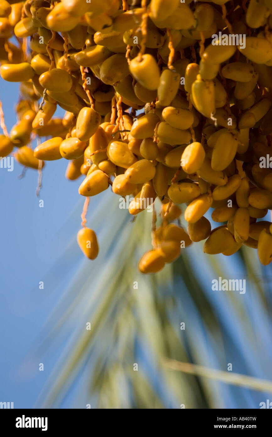 Date palm abundance hi-res stock photography and images - Alamy