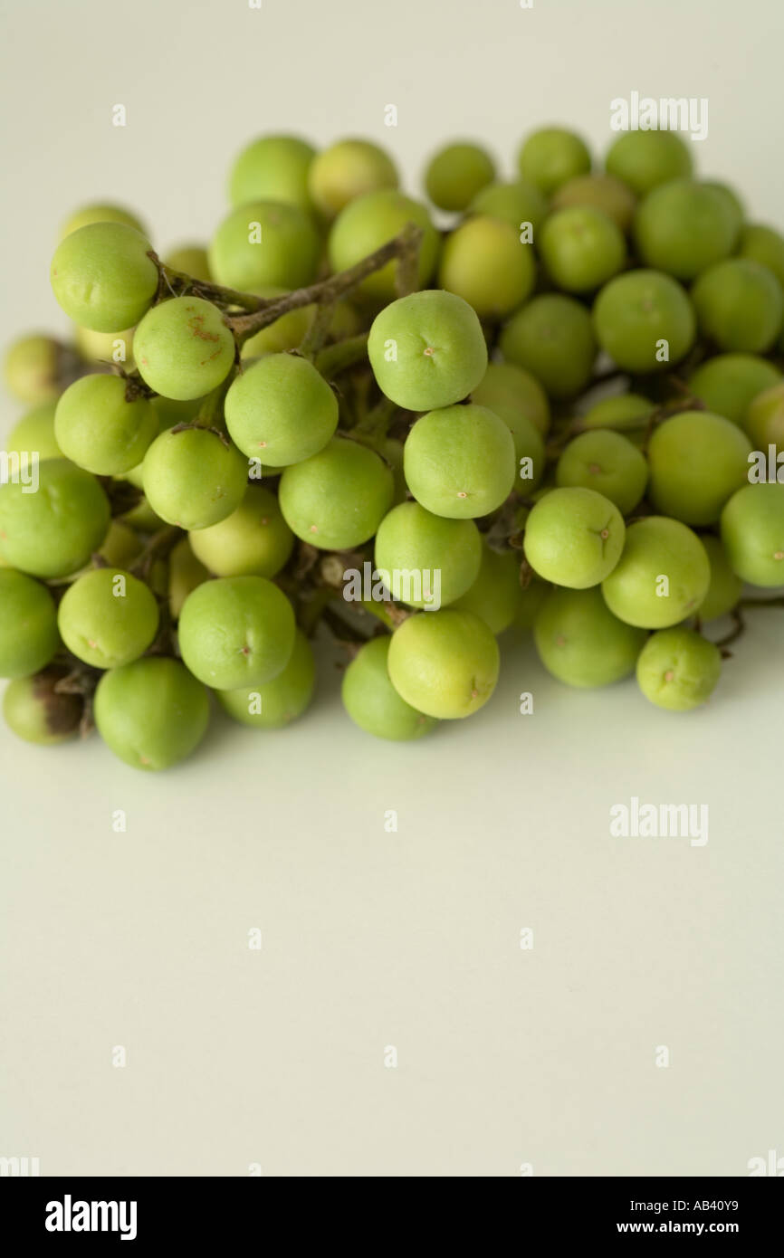 PEA AUBERGINE THAI PEA EGGPLANT SOLANUM TORVUM Stock Photo - Alamy