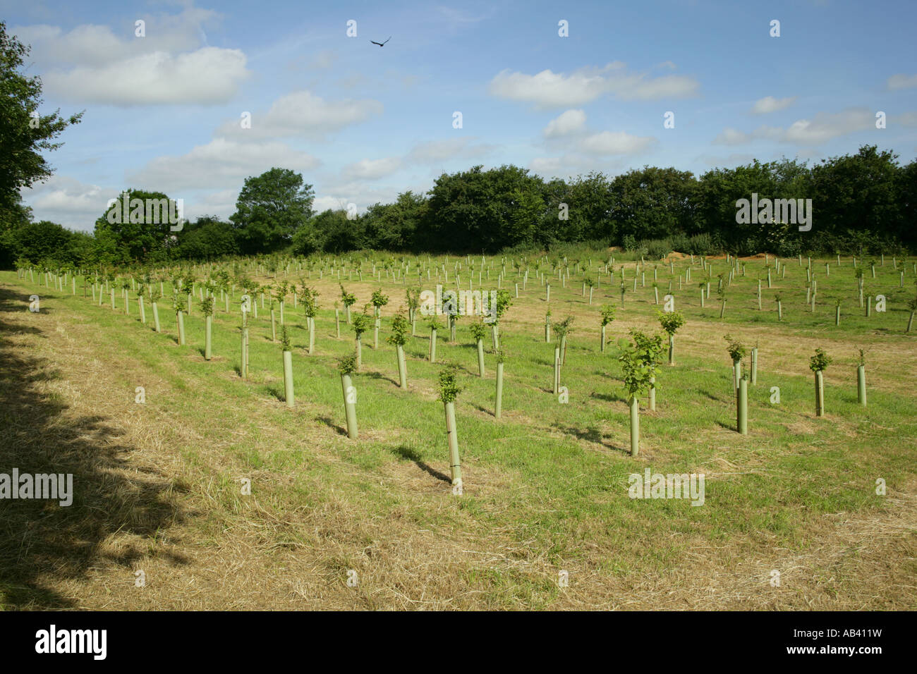 Tree saplings planted on farmland earmarked for the building of a new ...